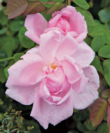 Madame Caroline Testout, Cl – Antique Rose Emporium - Clubs