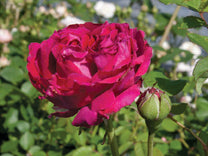 Duke Of Edinburgh – Antique Rose Emporium - Clubs
