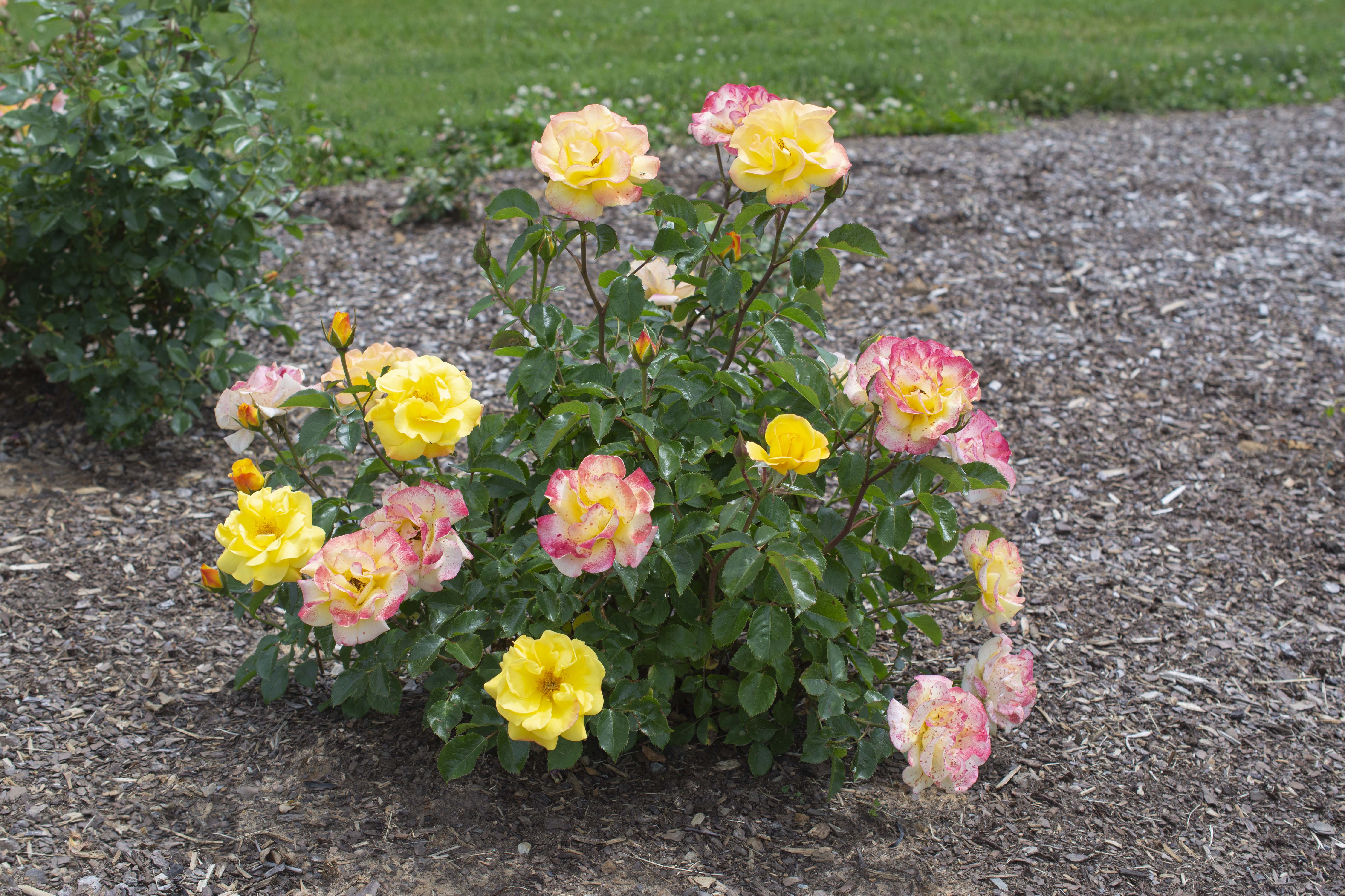 Fiesta - Veranda® – Antique Rose Emporium - Clubs