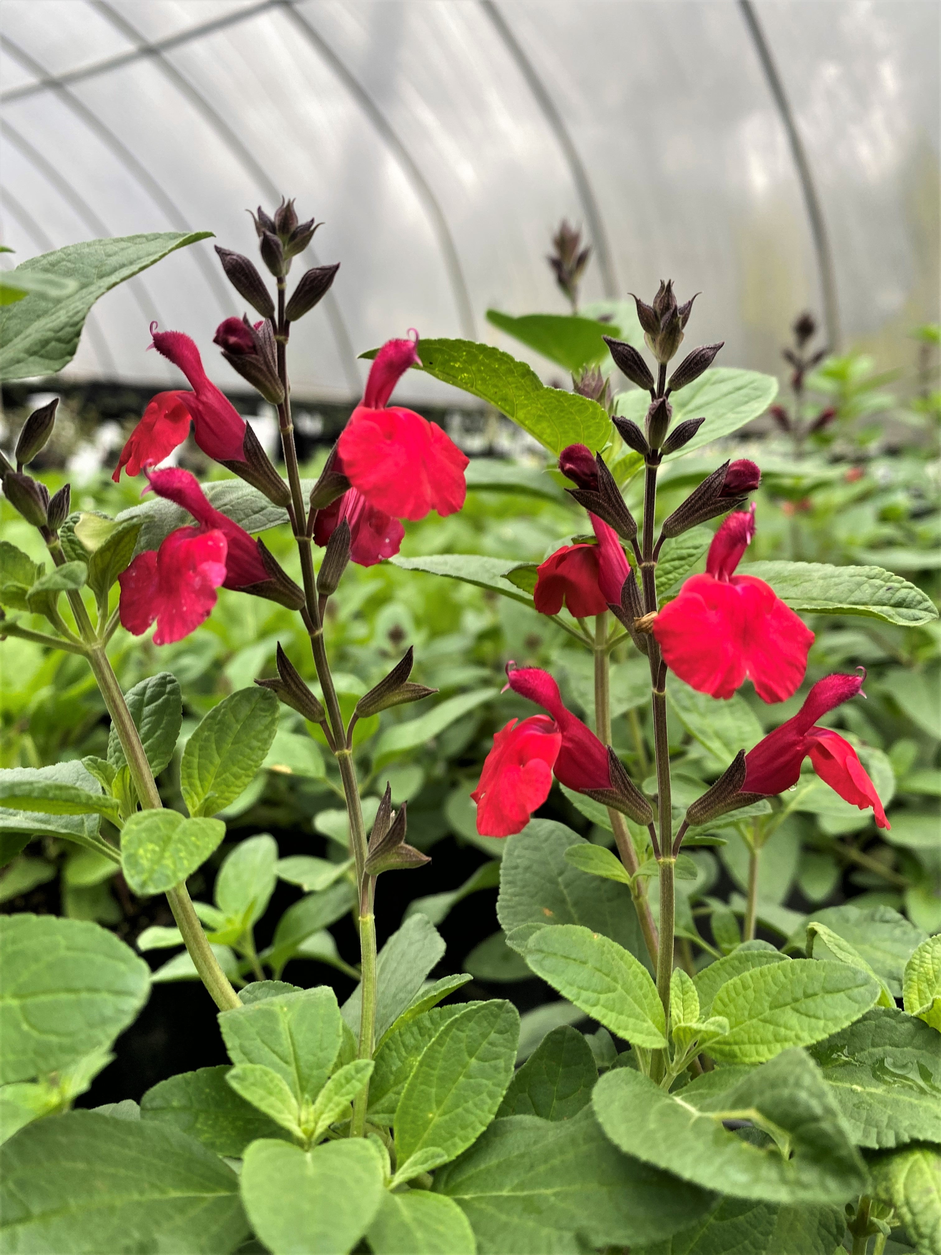 Salvia greggii - Furman's Red - 1 Gallon – Antique Rose Emporium - Clubs