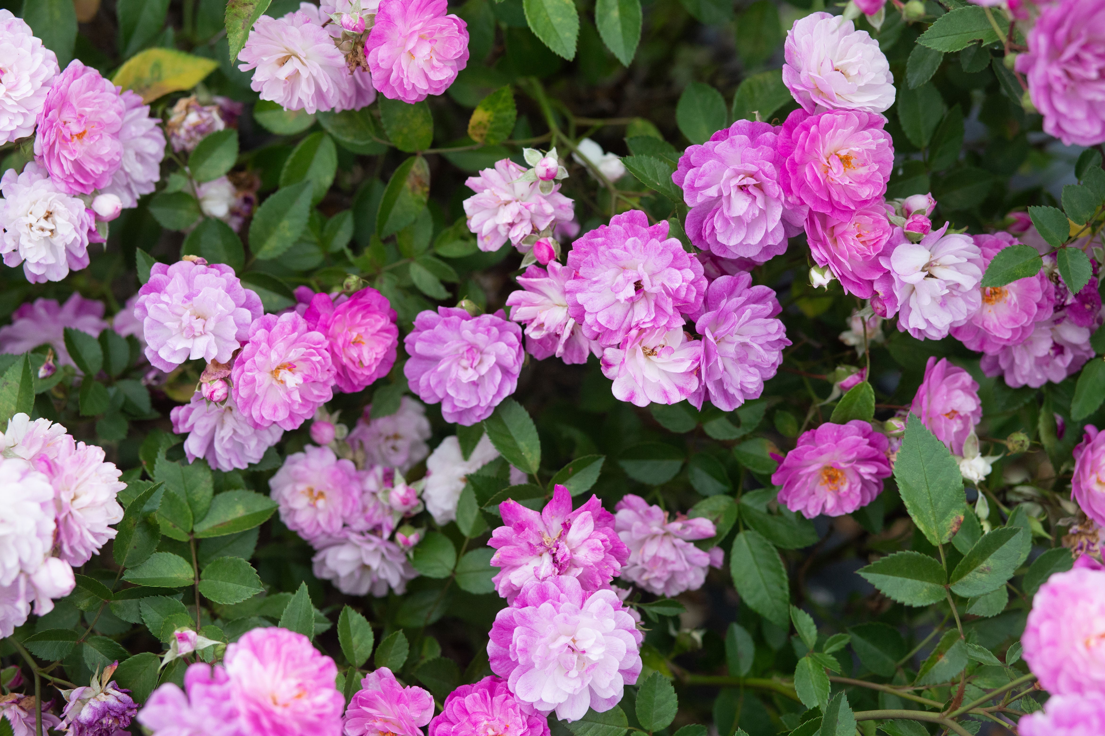 Ray Ponton – Antique Rose Emporium - Clubs